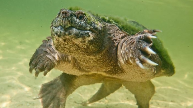 Ontario Bans Snapping Turtle Hunt - Kawartha Lake Stewards Association